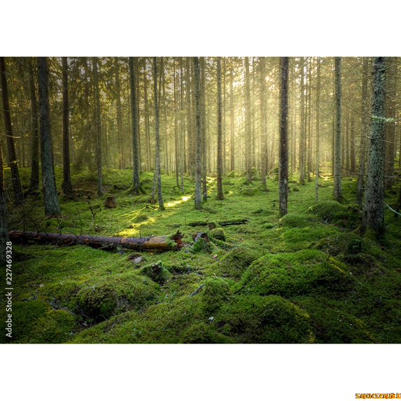 Mystery Tropical Coniferous Forest Moss Fall Trees Photography ...