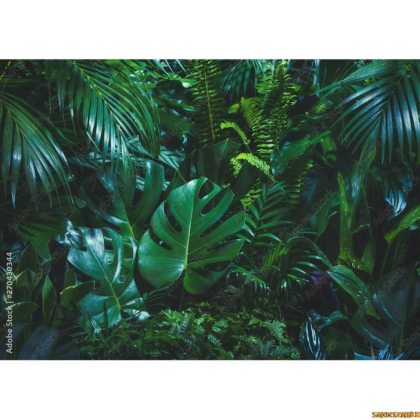 Mystery Tropical Coniferous Forest Moss Fall Trees Photography ...