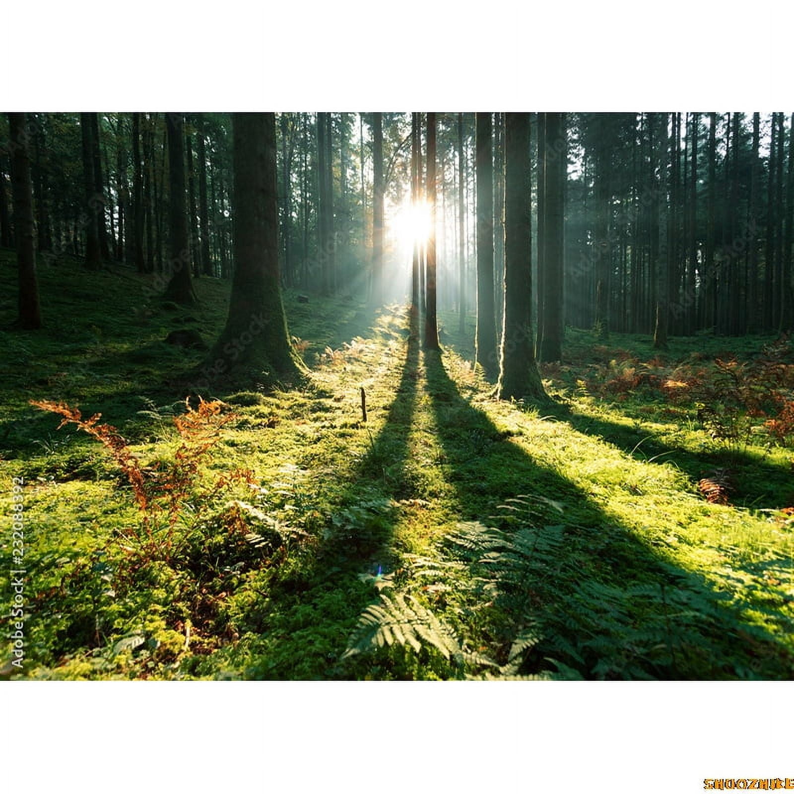 Mystery Tropical Coniferous Forest Moss Fall Trees Photography ...