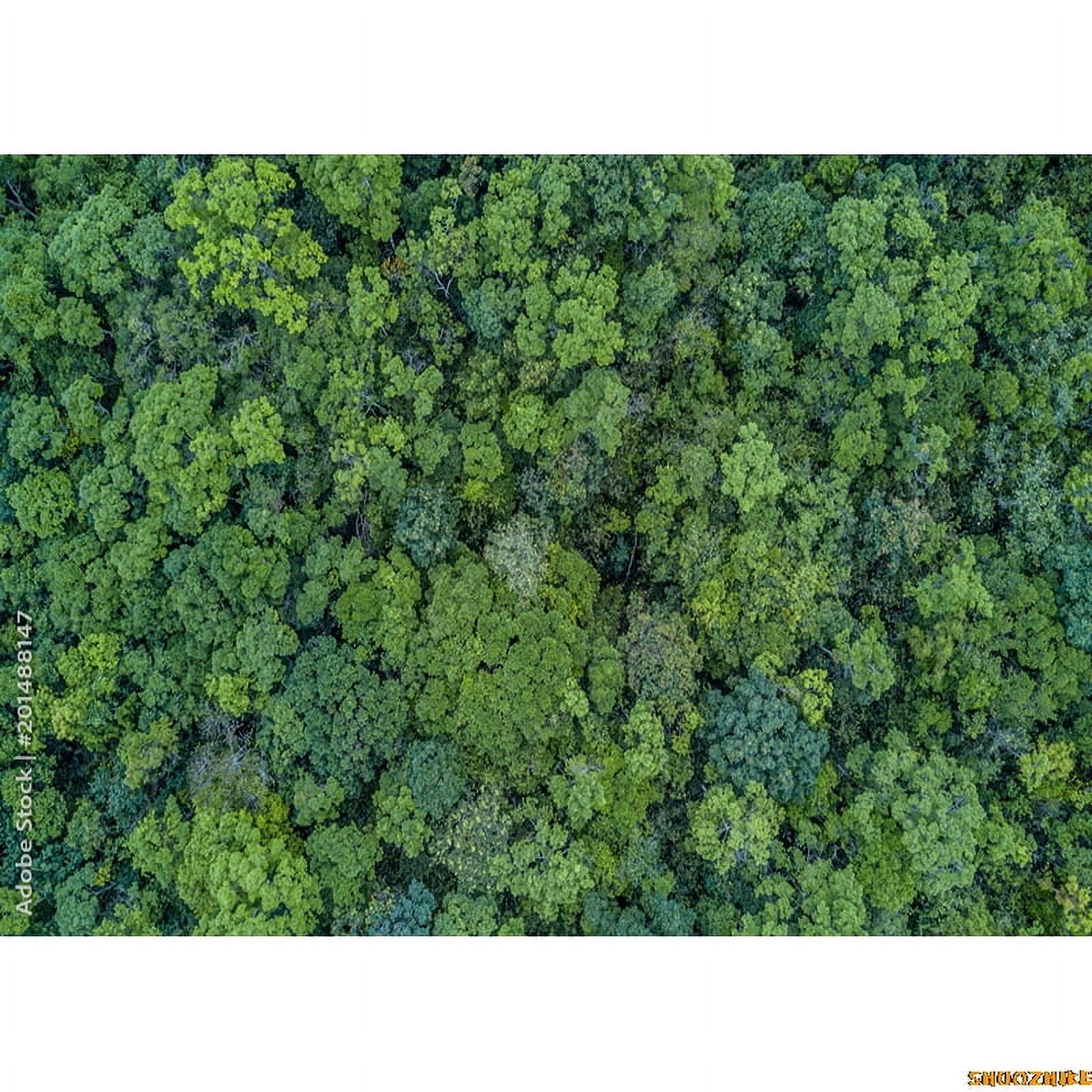 Mystery Tropical Coniferous Forest Moss Fall Trees Photography Backdrops Prop Ancit Nature ...