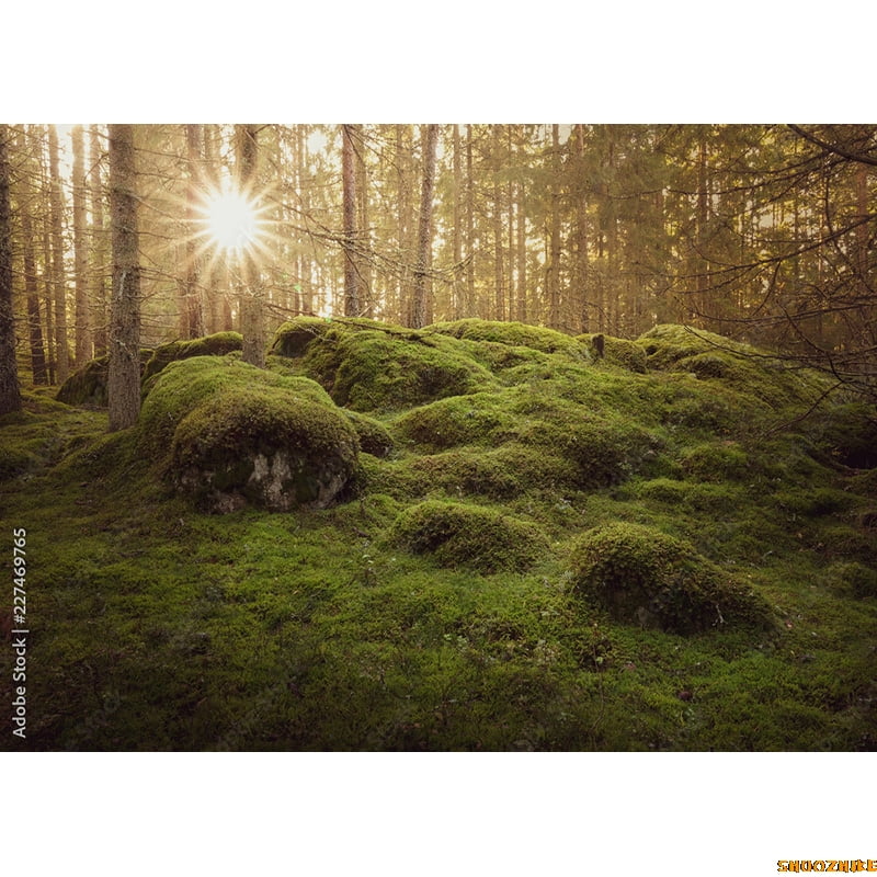 Mystery Tropical Coniferous Forest Moss Fall Trees Photography ...