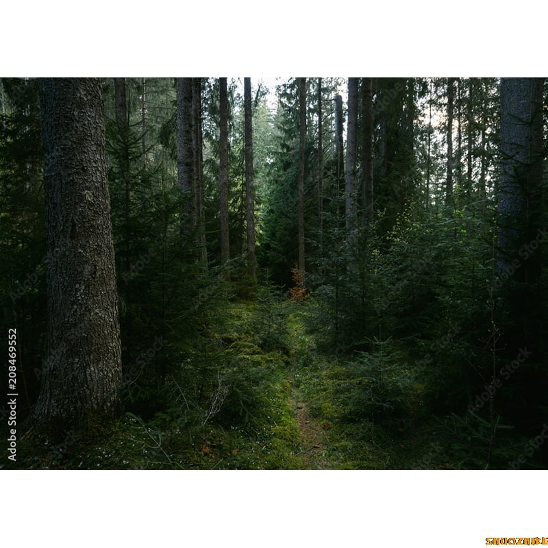 Mystery Tropical Coniferous Forest Moss Fall Trees Photography ...