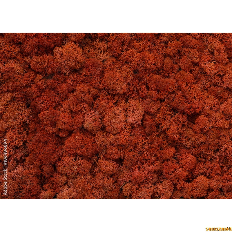 Mystery Tropical Coniferous Forest Moss Fall Trees Photography Backdrops Prop Ancit Nature ...