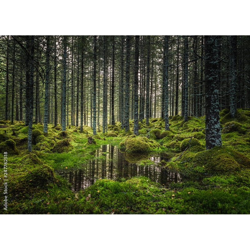 Mystery Tropical Coniferous Forest Moss Fallen Trees Photography ...