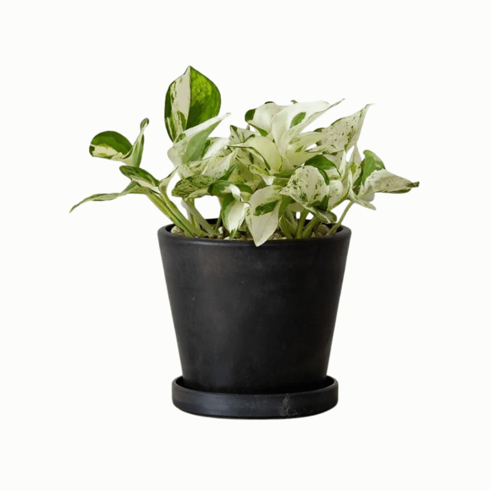 N'Joy Pothos Live Plant, 3 - 5 Inches Starter Plant, Variegated Pothos ...