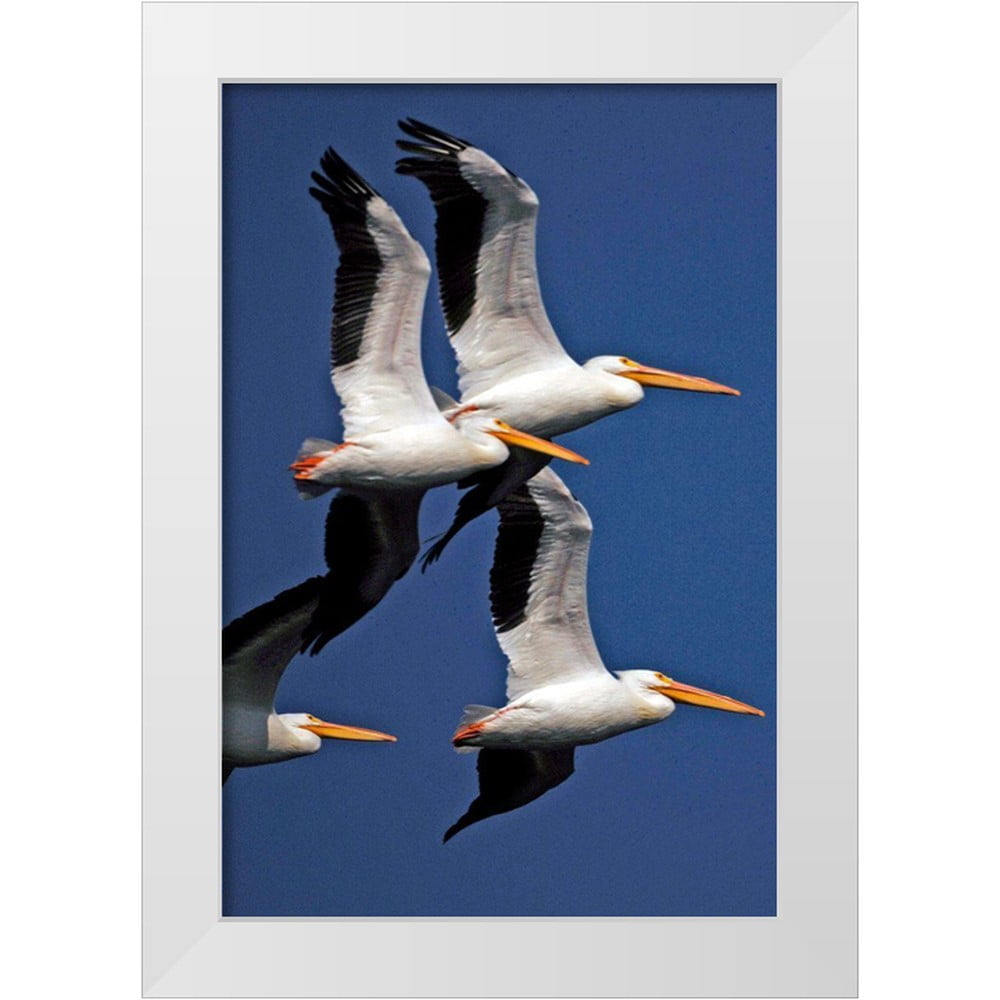 NASA 17x24 White Modern Wood Framed Museum Art Print Titled - Flock of ...