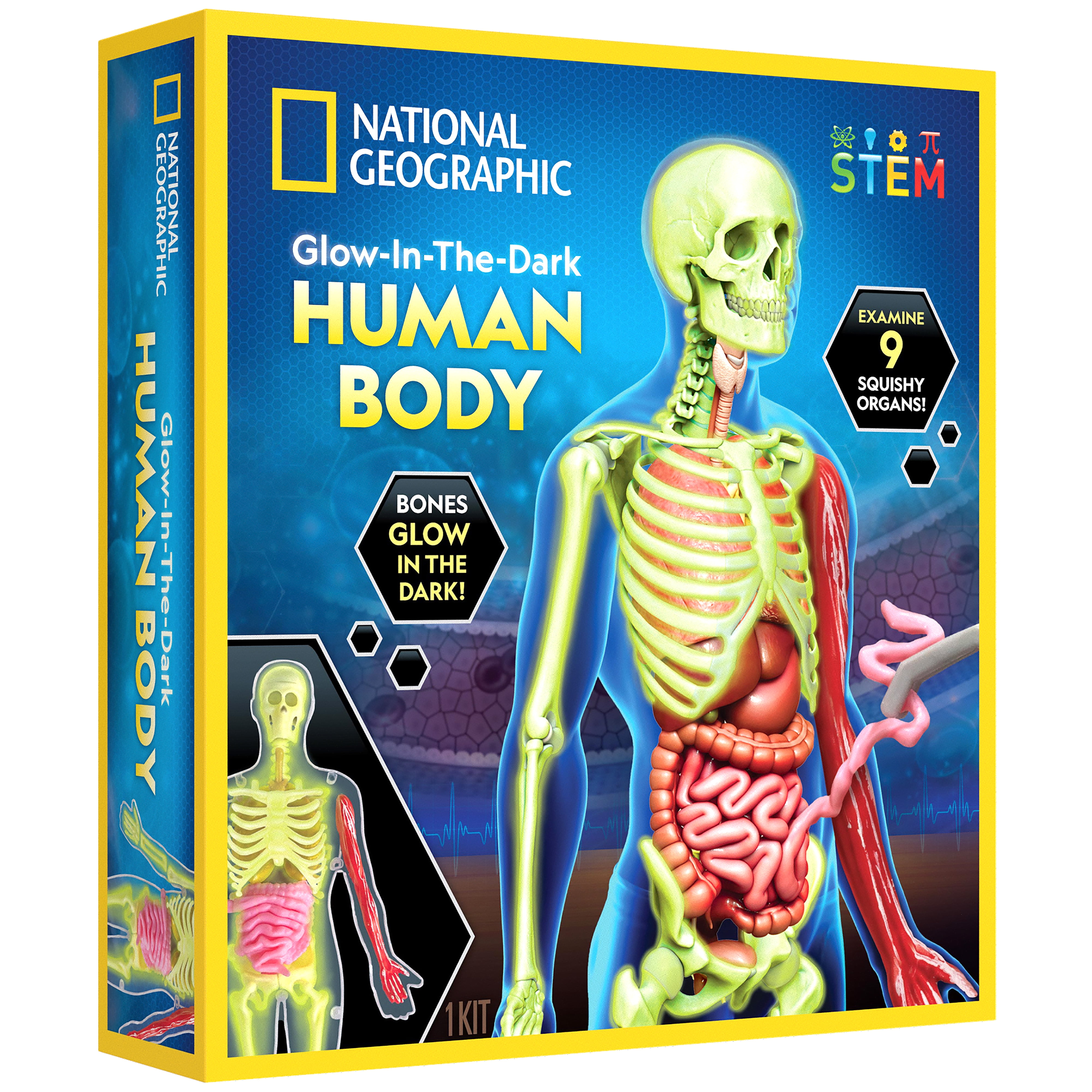 National Geographic Glow in the Dark Human Body Anatomy Models for ...
