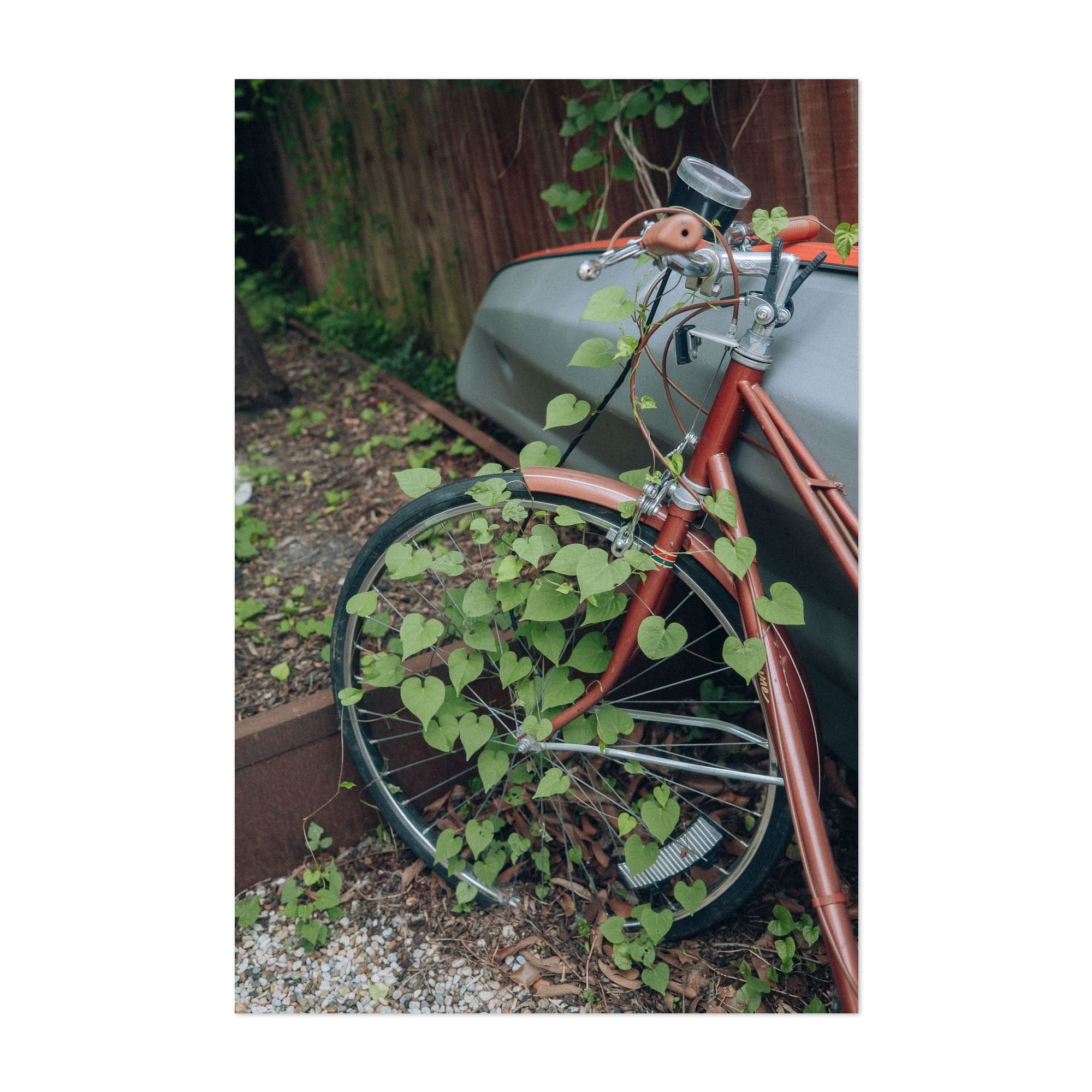 NATURE FINDS A WAY - Austin Texas Photography Bicycle Vintage Nature ...