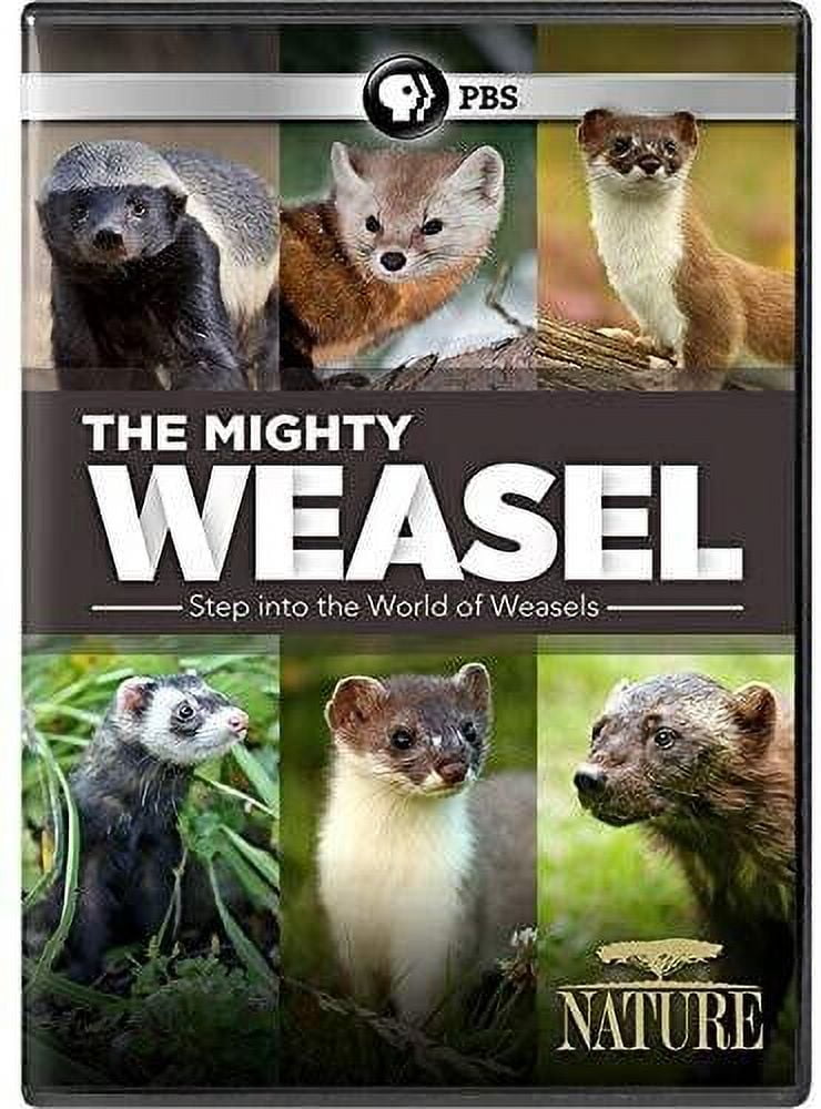NATURE: The Mighty Weasel (DVD), PBS (Direct), Documentary - Walmart.com