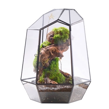Serene Spaces Living Small Clear Glass Terrarium, 7.75"Diameter & 7.75 ...