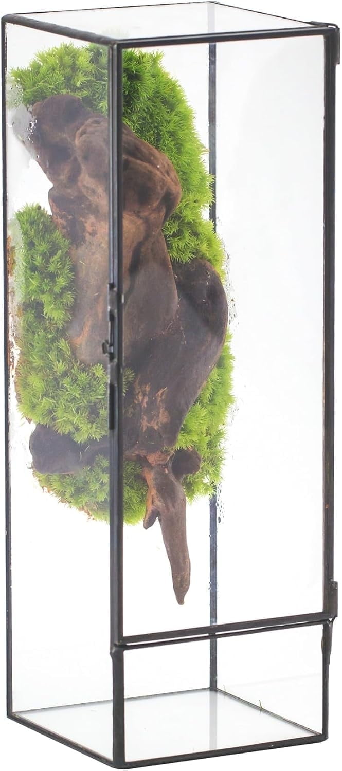 NCYP Closed Glass Terrarium with Door - 3.9x3.9x11.8 Inches Rectangular ...