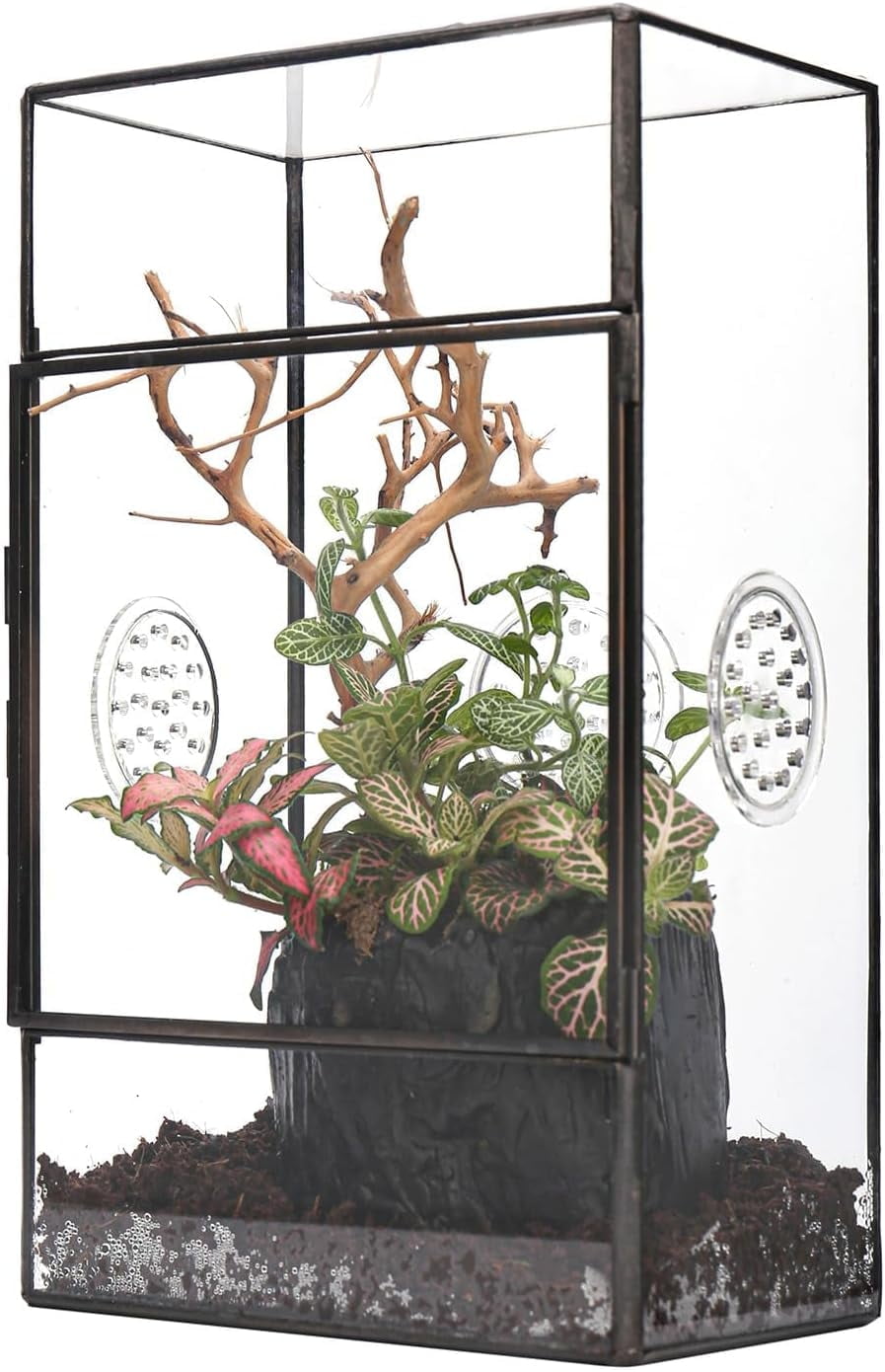 NCYP Glass Enclosure for Large Jumping Spider - 5.1" x 3.9" x 9" Front ...