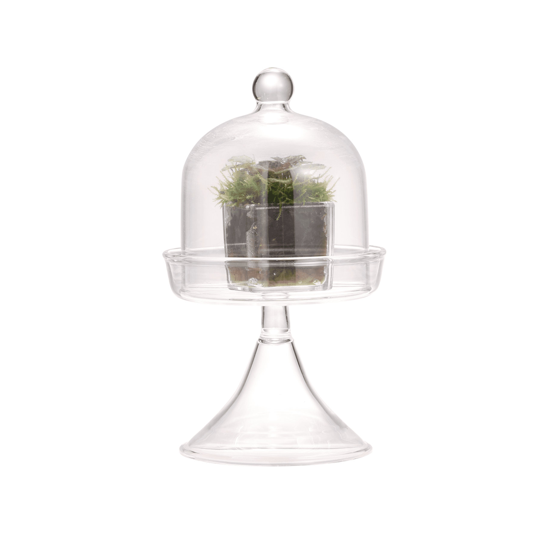 NCYP Mini Glass Bell Jar Dome with Stand and Tiny Acrylic Cube Planter ...