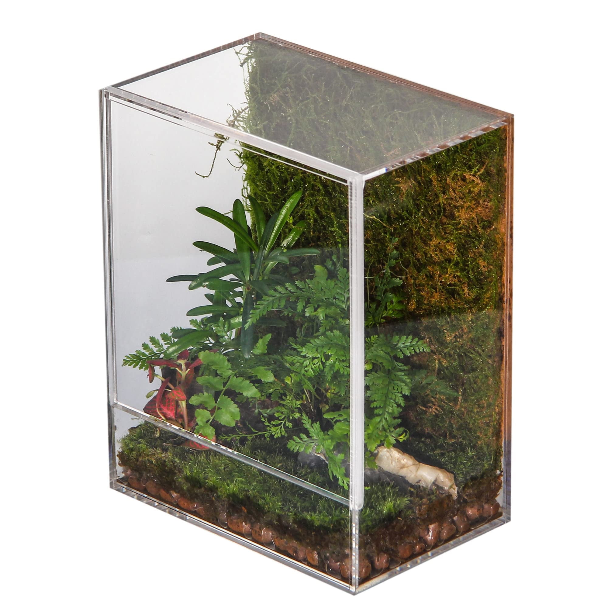 NCYP Rectangular Closed Acrylic Plant Terrarium, with Front Opening ...