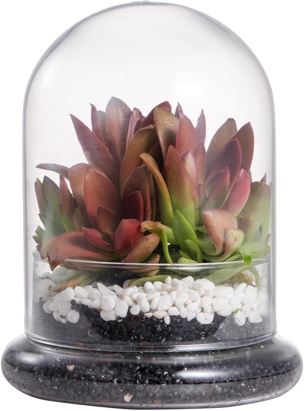 NCYP Small Glass Terrarium Cloche with Air Hole - 4.7x4.7x6.3