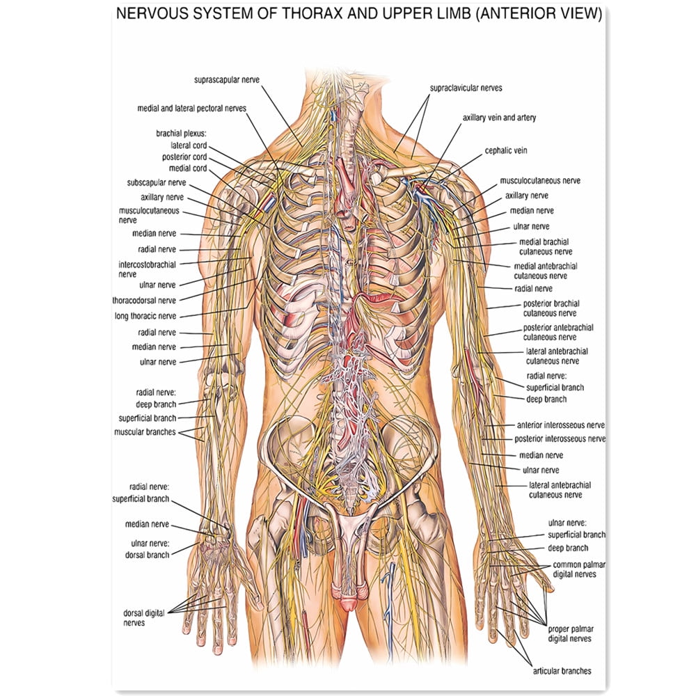 NERVOUS SYSTEM OF THORAX AND UPPER LIMB Human Anatomy Posters & Prints ...