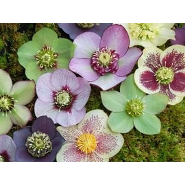 NEW! 15+ ROSE HELLEBORUS CHRISTMAS ROSE FLOWER SEEDS / WINTER BLOOMING ...