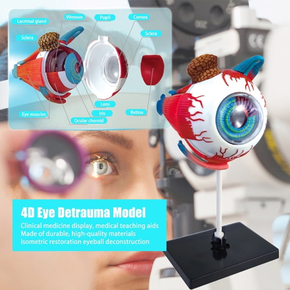 NIBOLOG Human Eye Anatomical Model - Detachable Accurate Eye Ball ...