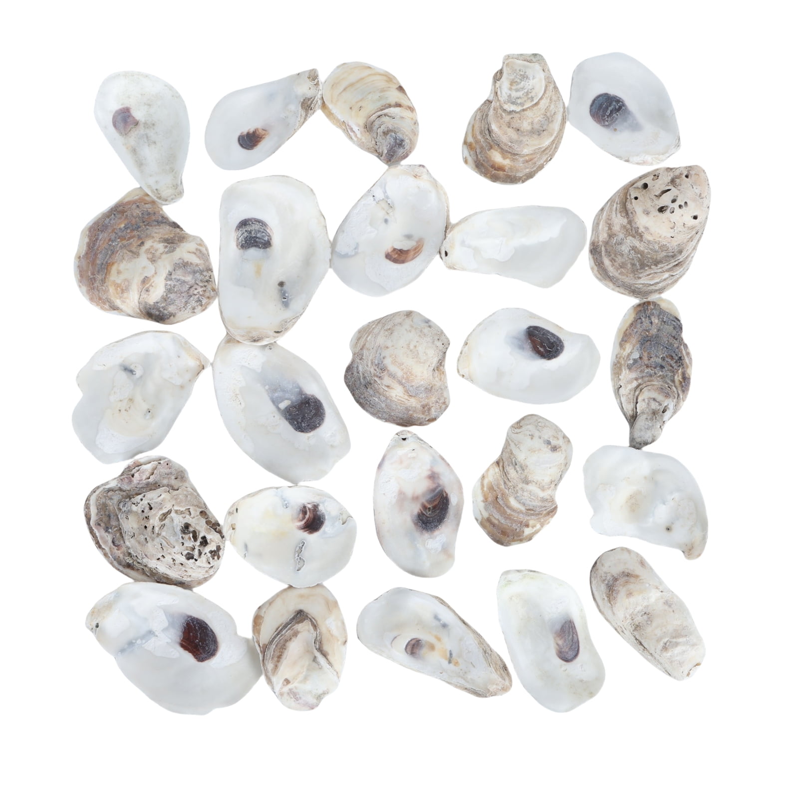 NIBOLOG Oyster Shells Bulk - Unpolished Natural Small Shells, Crafts ...