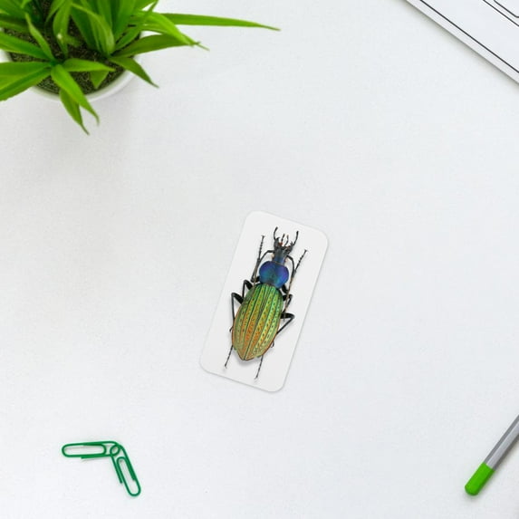 NICEXMAS 100Pcs Insect Preservation Tools Plastic White for Insect ...