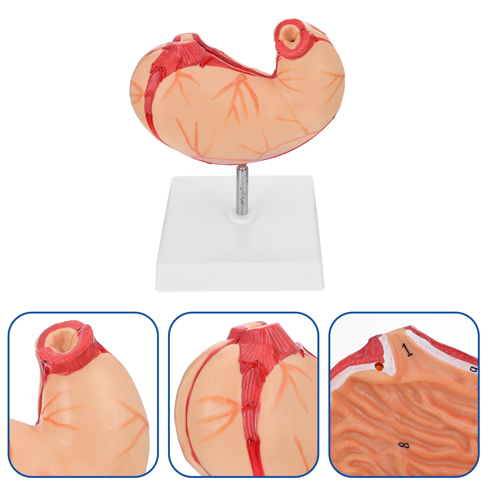 NICEXMAS Teaching Demonstration Equipment Plastic Stomach Anatomical ...