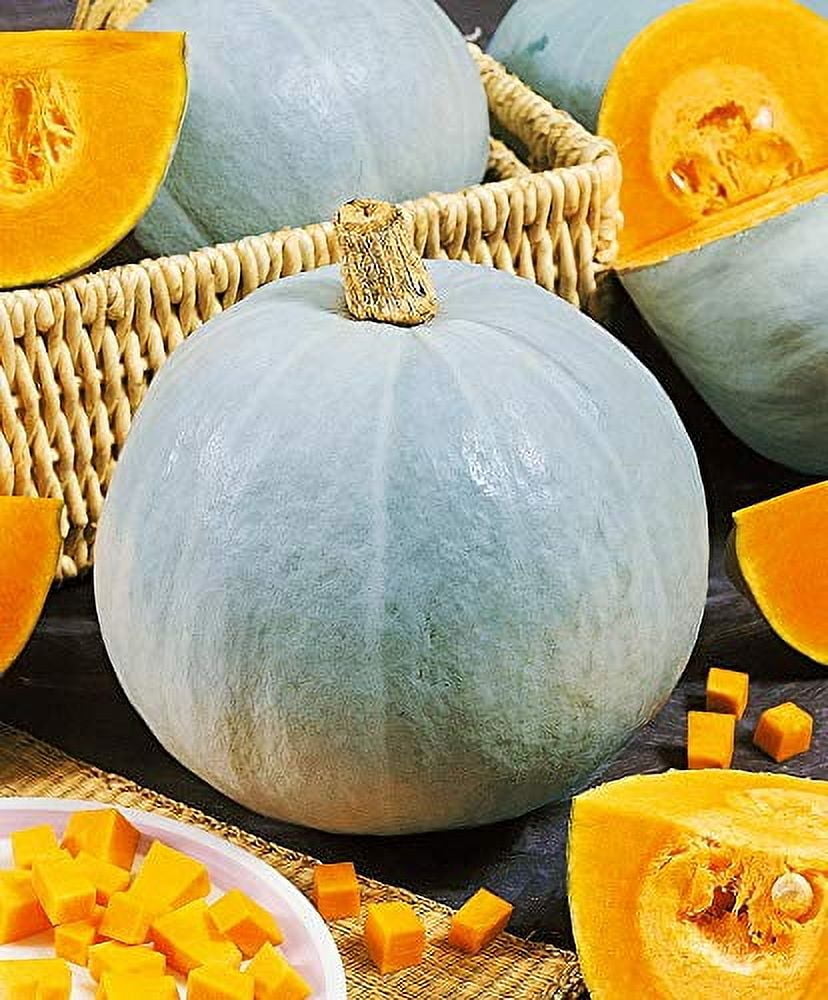 NIKA SEEDS -EGSC Seeds Vegetable Pumpkin Gray (Cucurbita Maxima) - 10 ...