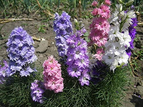NIKA SEEDS - Flowers Delphinium Dwarf Mix Annual - 70 Seeds C21 ...
