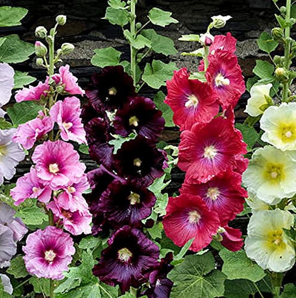 NIKA SEEDS - Flowers Hollyhock Spring Mix Perennial - 50 Seeds ...