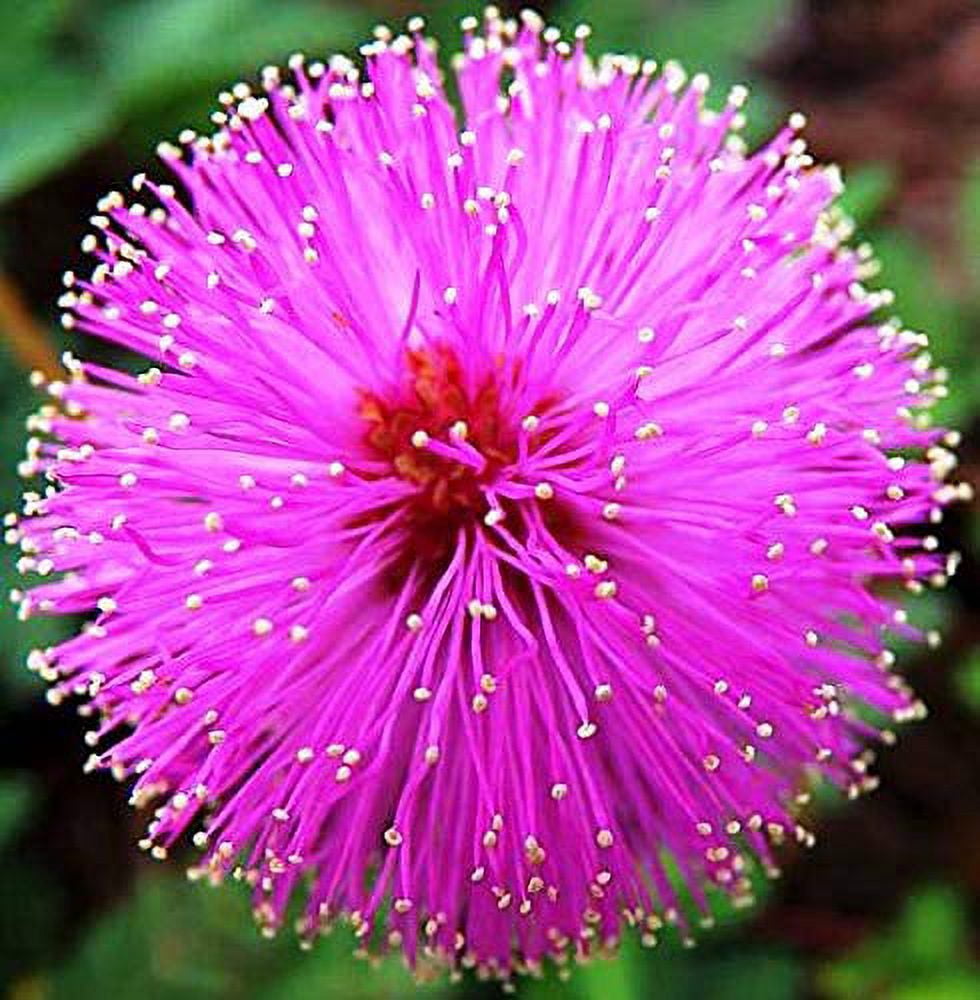 NIKA SEEDS - Seeds Flowers Sensitive Plant MHD1Pink (Mimosa) - 25 Seeds ...