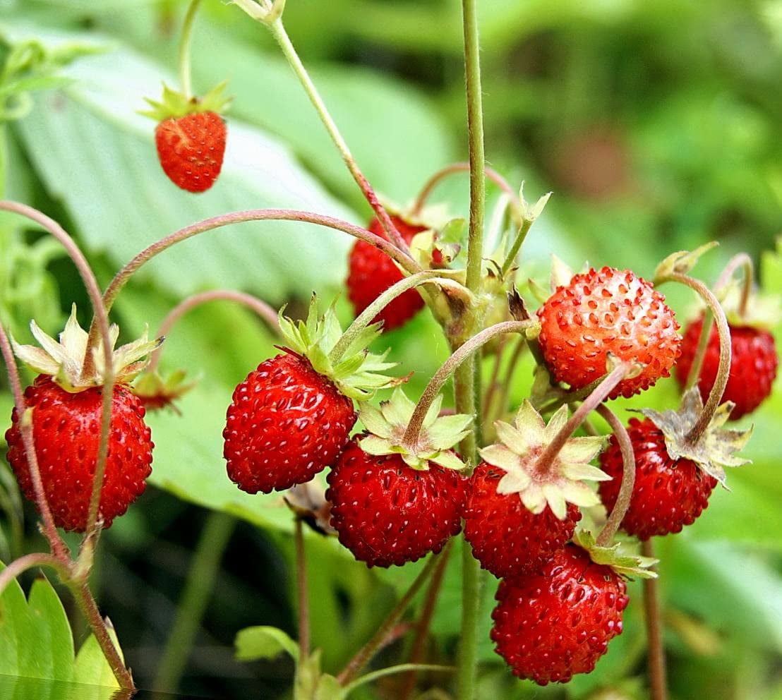 NIKA SEEDS - Seeds Fruit Alpine Strawberry MHD1Four Seasons Red ...