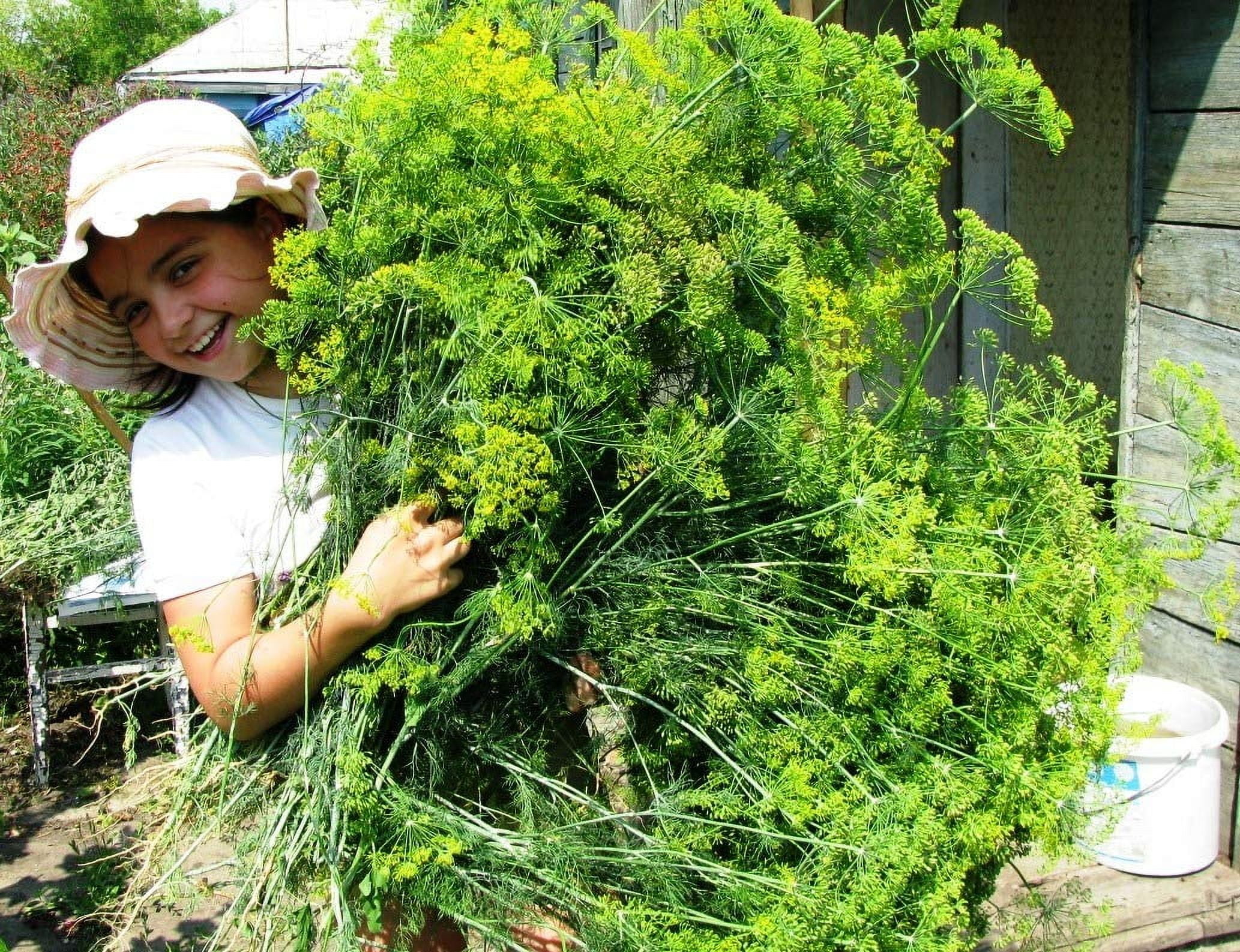 NIKA SEEDS - Seeds Herb Dill SMRMammoth Giant Variety 40 Days - 2000 ...