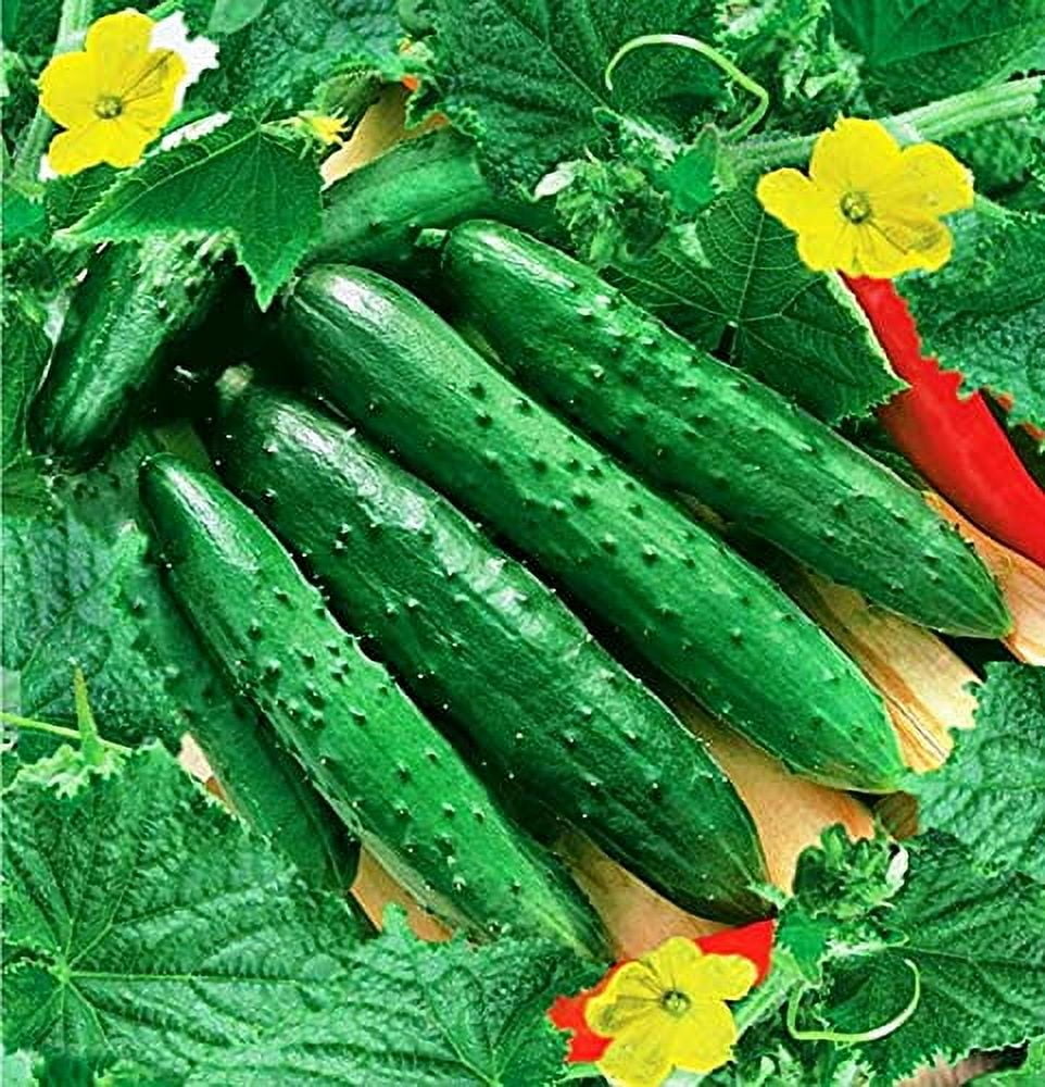 NIKA SEEDS - Seeds Vegetable Cucumber MVR1 April F1 Self-Pollinated 45 ...