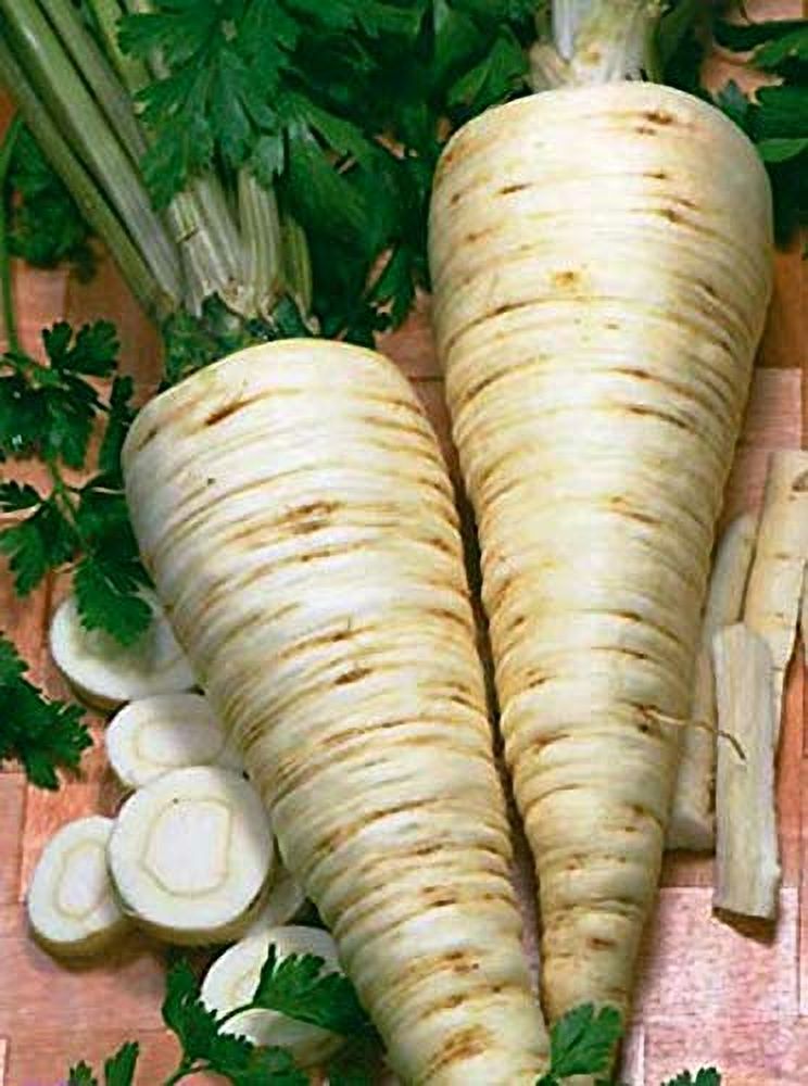 NIKA SEEDS -TRDN Seeds Herb Sugar Root Parsley Gray-White - 2000 Seeds ...