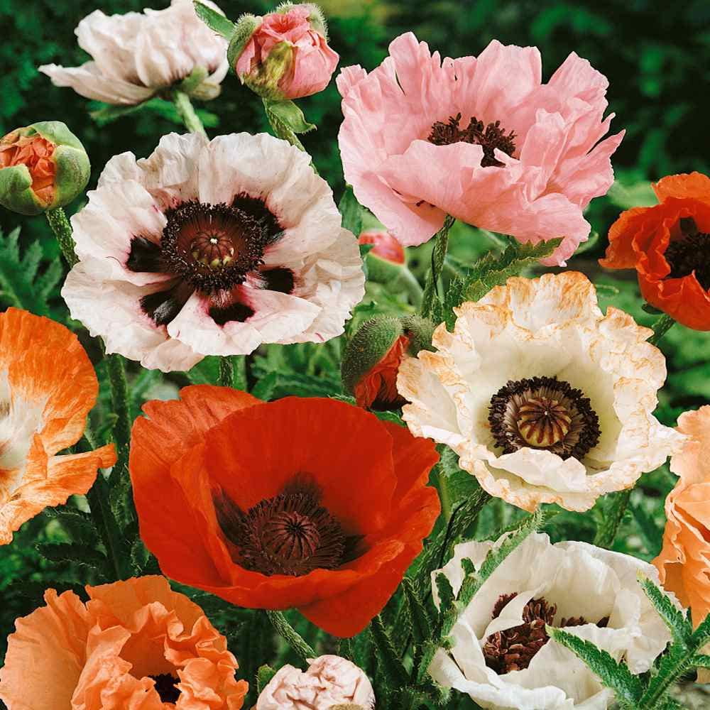 NIKA SEEDS - TWE5 Seeds Flowers Oriental Poppy Mix Annual - 1000 Seeds ...