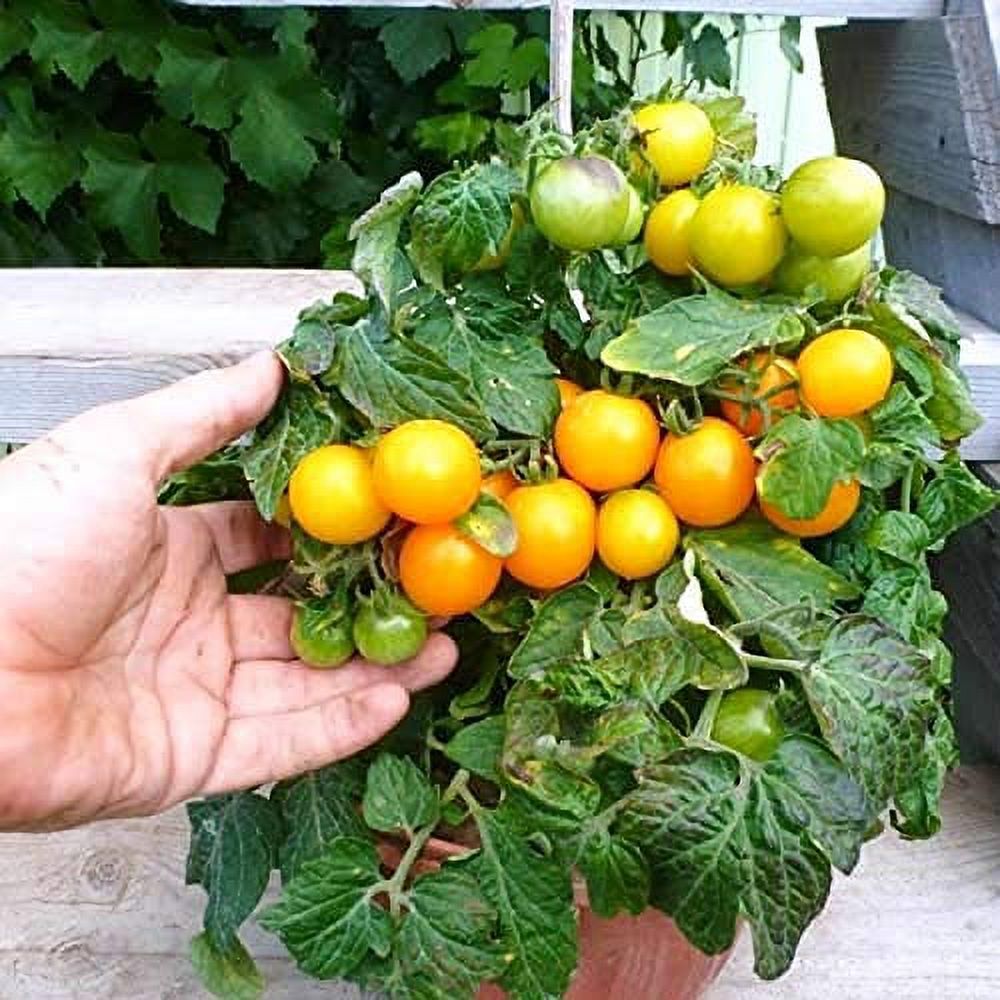 NIKA SEEDS - TWE5 Seeds Vegetable Indoor Tomato Yellow Dwarf - 25 Seeds ...