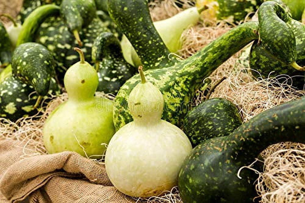NIKA SEEDS - Vegetable OIF8 Calabash Bottle Gourd Mix (Lagenaria) - 5 ...