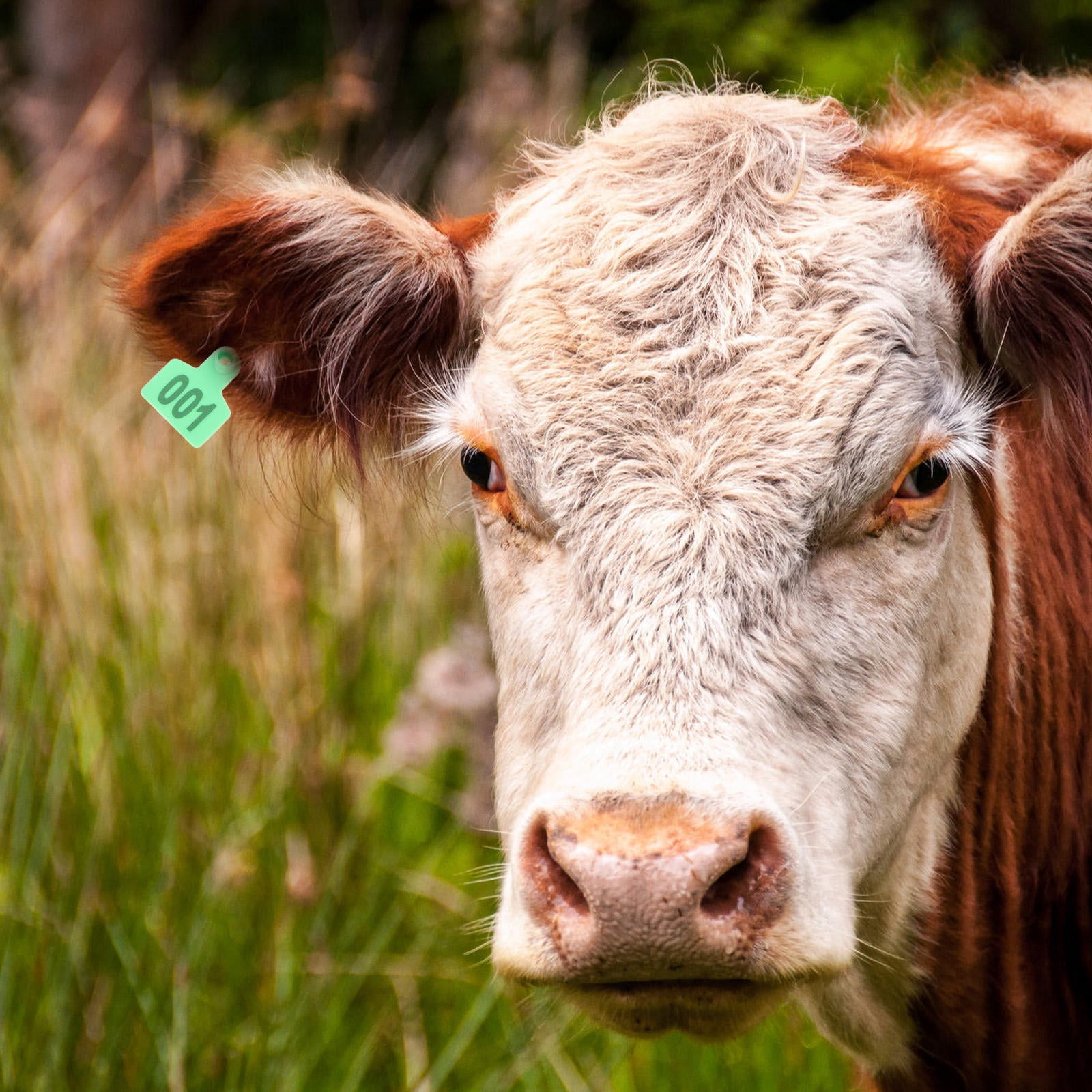 NIYANGLE Cattle Sheep Ear Tags Livestock Ear Tags Tpu 100Pcs 2x1.6in ...