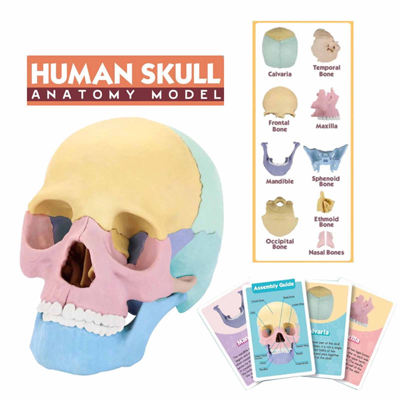 NIZELUK Assembled 4D Human Skull Model, Detachable Specimen Skull ...