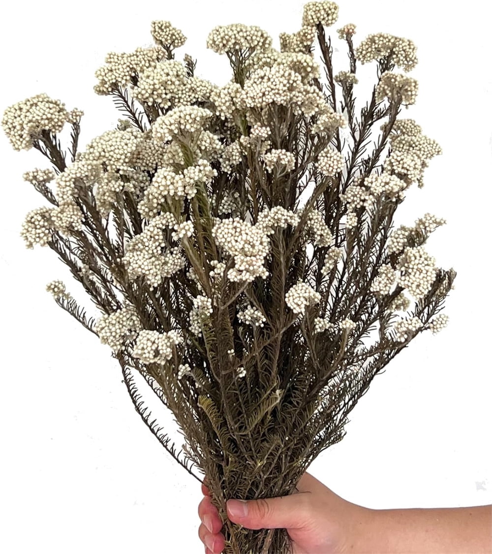 NOGIS 17.7 Inches Natural Preserved Millet Flowers Dried Bouquet ...