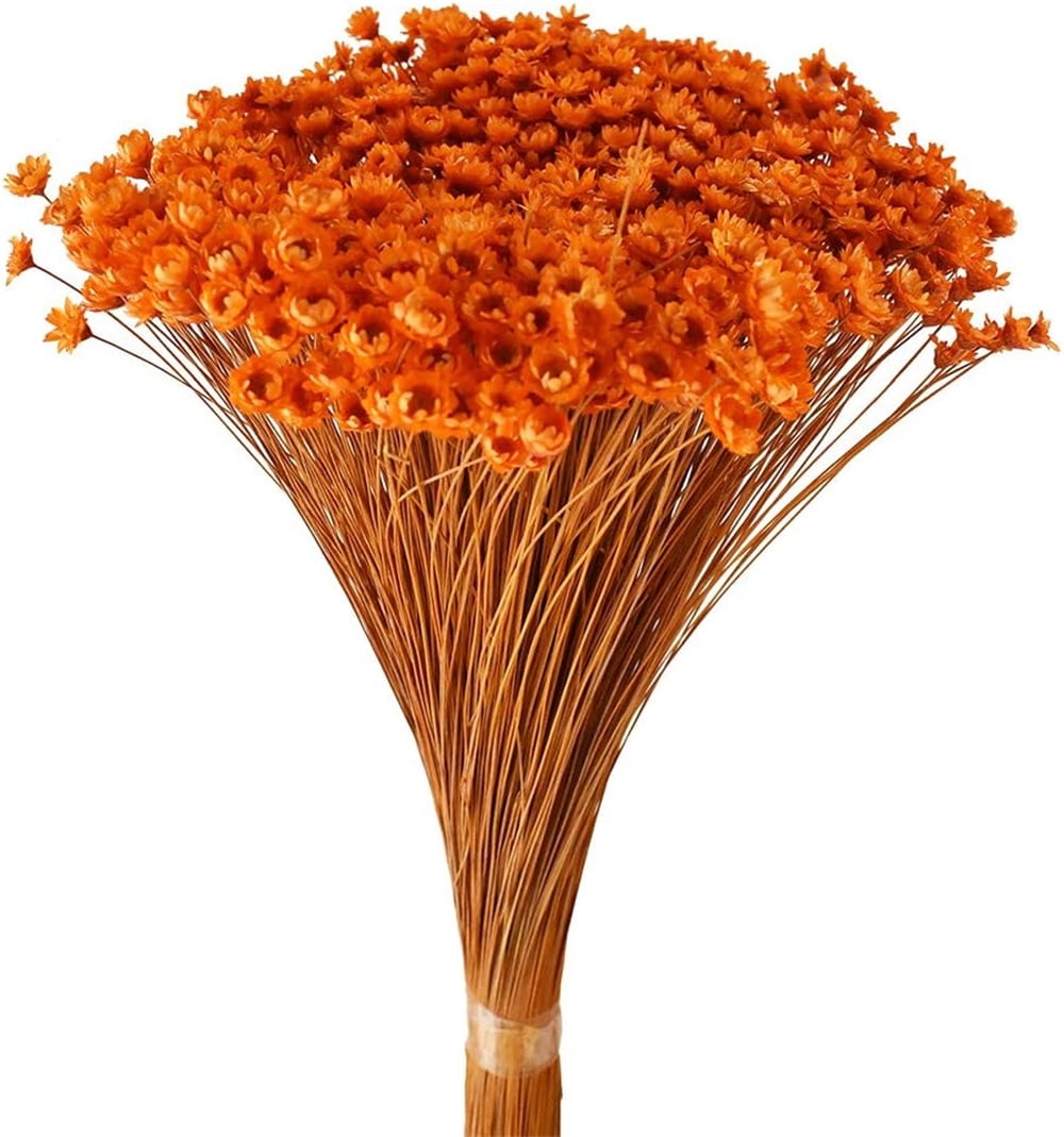 NOGIS 200 Stems Dried Flowers Brazilian Small Star Daisy Decorative ...