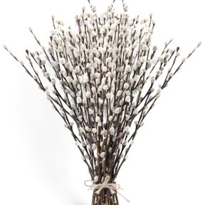 Pussy Willow Branch