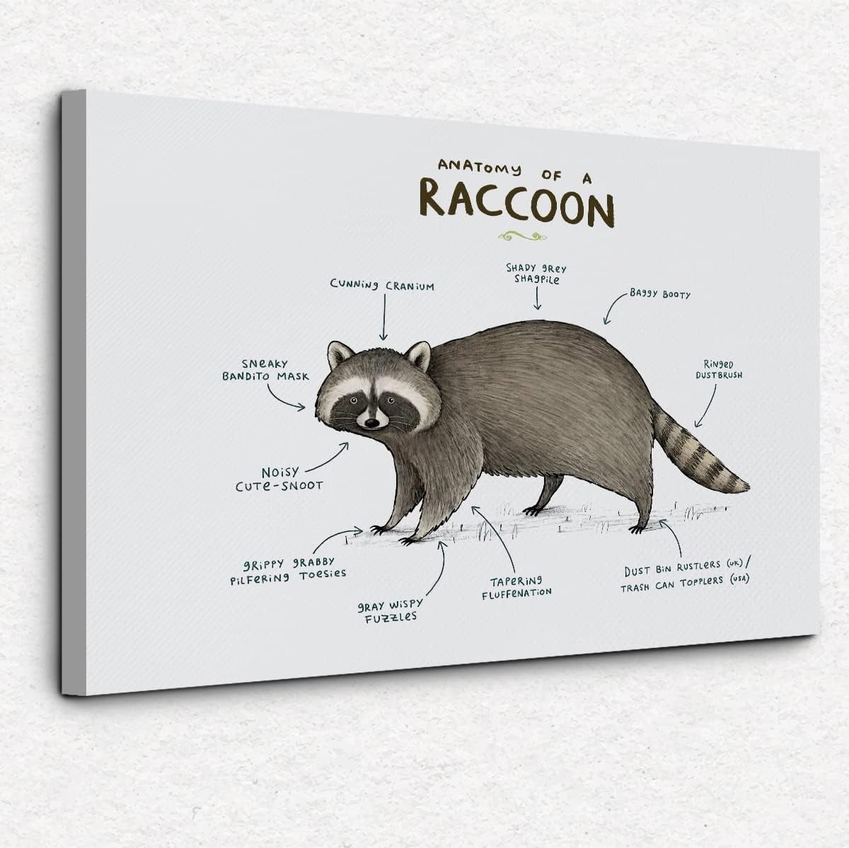 NOGRIT raccoon decor raccoon wall art racoon gifts for women Anatomy of ...
