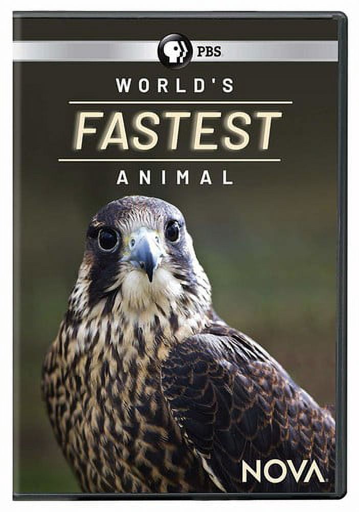 NOVA: World's Fastest Animal (DVD), PBS (Direct), Documentary - Walmart.com