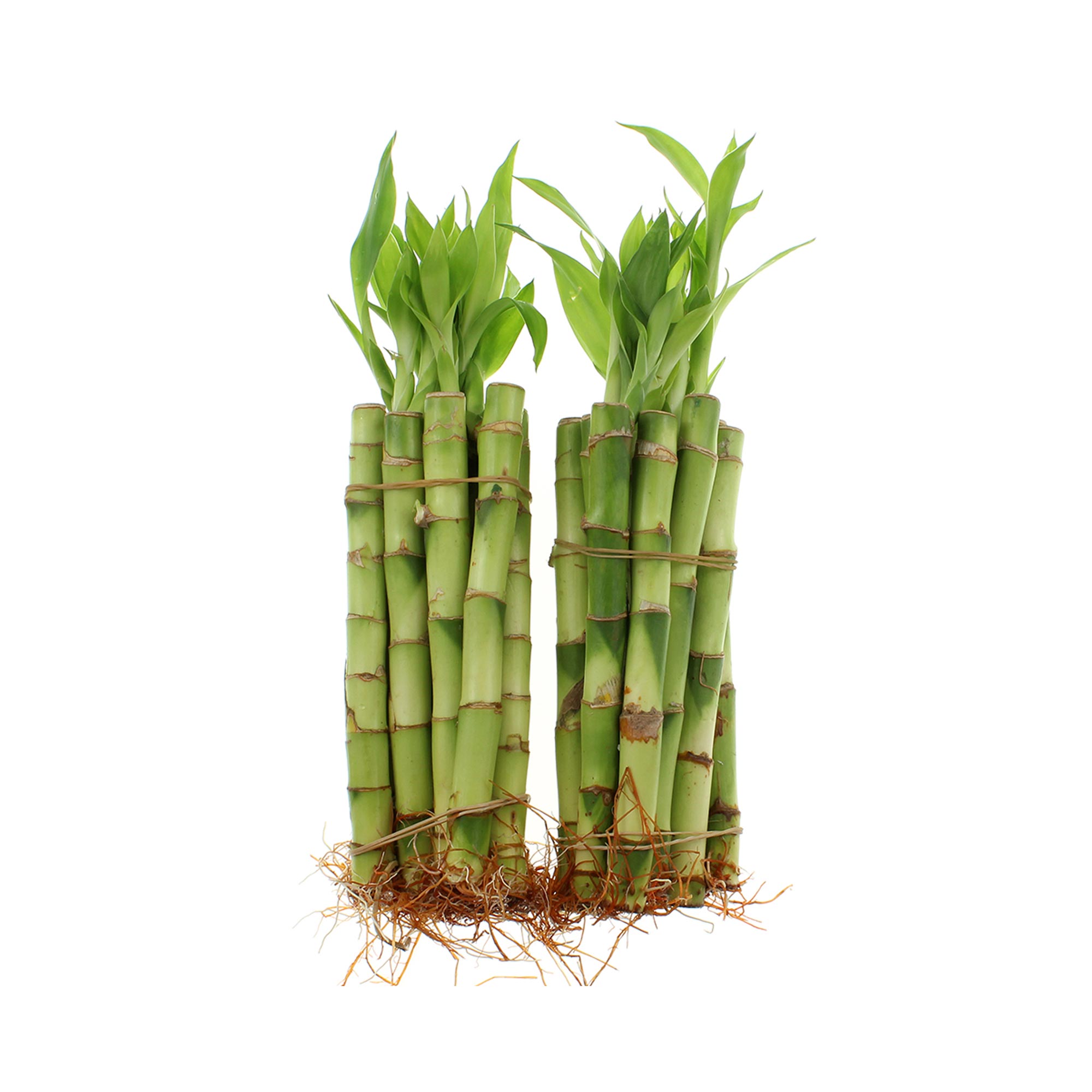 NW Wholesaler - 6" Live Lucky Bamboo Plant - Bundle of 20 Stalks ...