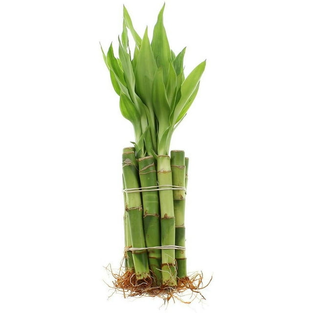 NW Wholesaler Low Maintenance Live Lucky Bamboo 6-inch House Plant Set ...