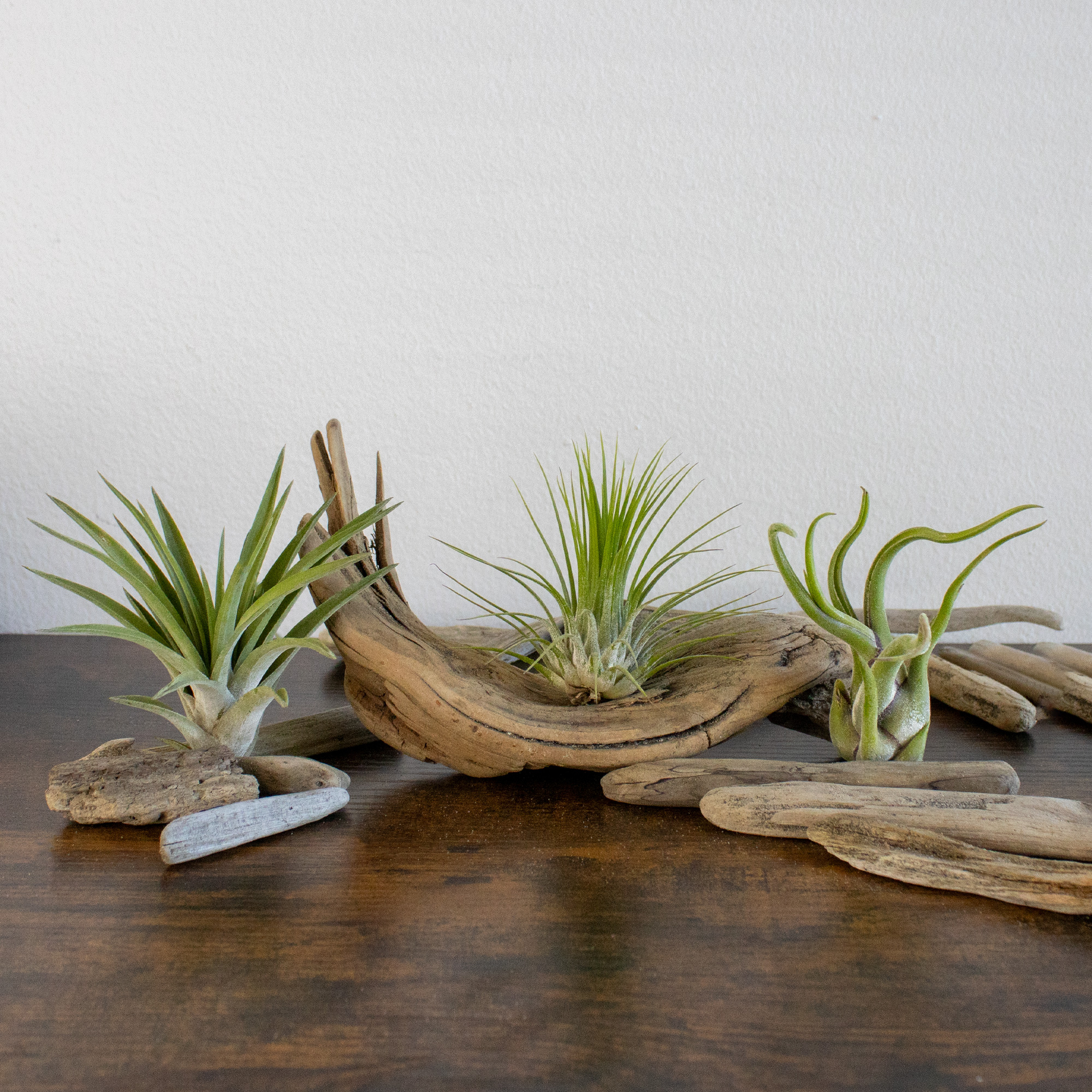 Mysterious Air Fern, Set of 2 – Water & Soil Free House Plant - Walmart.com