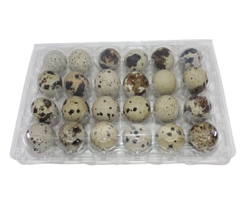 NWQuailFarm JUMBO Quail Eggs Cartons – Holds 24 (4x6) Larger Quail Egg ...