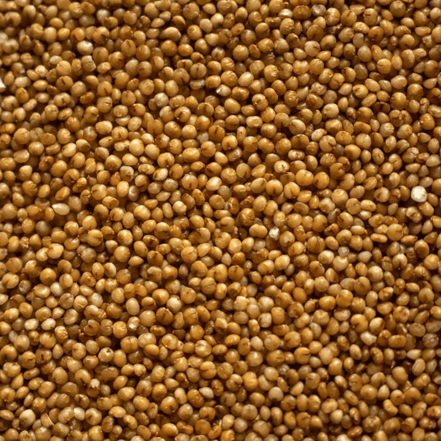 NY SPICE SHOP Kodo Millet Seeds - 1 Pound - Whole Natural Millet Bajra ...