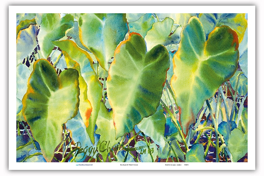 Na Kalo (Taro) - Native Hawaii Taro Leaf Plant - Taro Patch (Lo’i ...