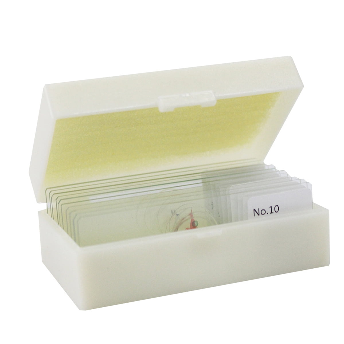 Nadi 10 PCS/Set Biology Sample Specimens Microscope Prepared Specimens ...